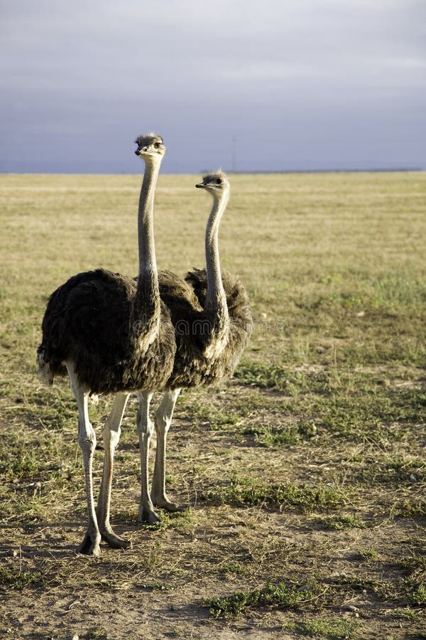 Struzzi in Sudafrica fotografia stock. Immagine di africano - 2067312