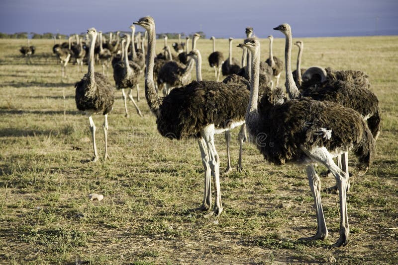 Struzzi in Sudafrica fotografia stock. Immagine di piuma - 2067322