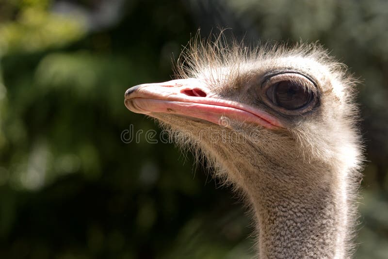 Struzzo 01 stock image. Image of desert, neck, runner - 12118369