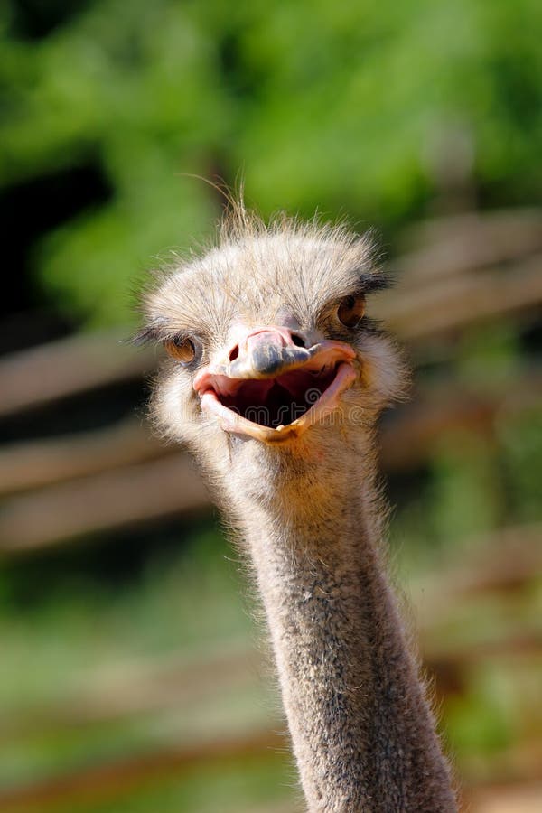Struzzo Africano Divertente Immagine Stock - Immagine di animale ...
