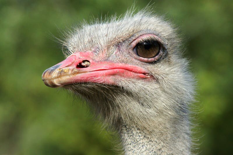 Struzzo immagine stock. Immagine di natura, occhio, australia - 11004191