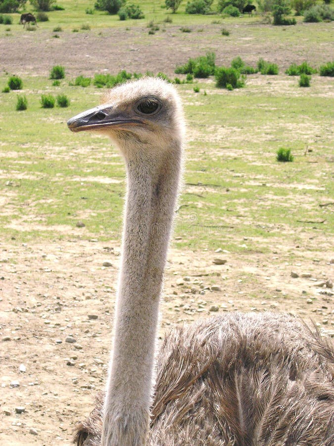 Struzzo 3 fotografia stock. Immagine di uccello, campo - 162384