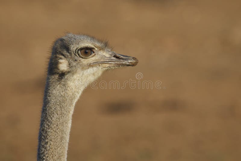 Struzzo fotografia stock. Immagine di alimento, bianco - 30804474