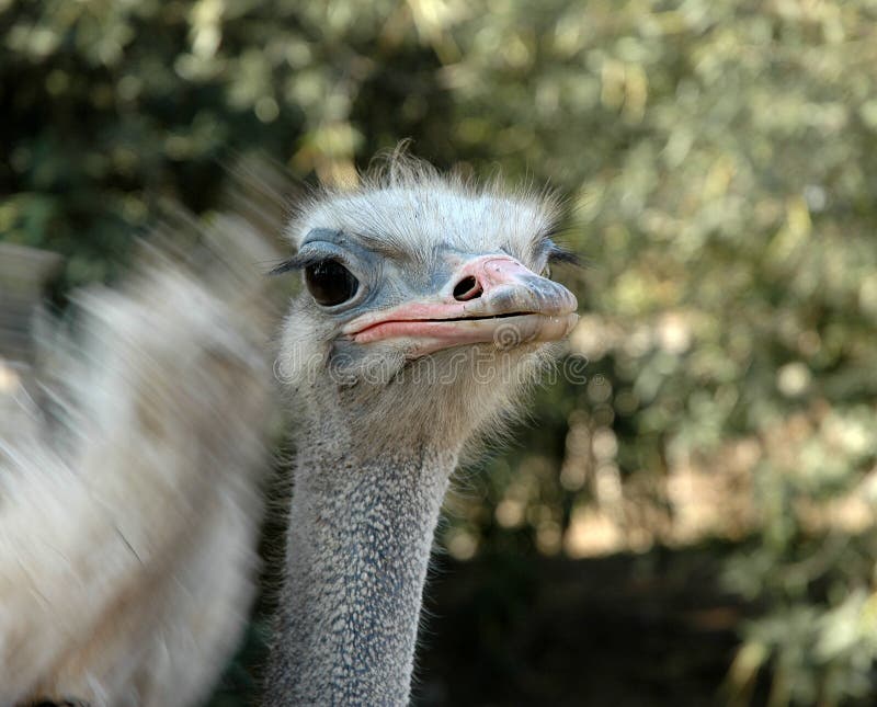 Ritratto di struzzo fotografia stock. Immagine di vita - 10415330