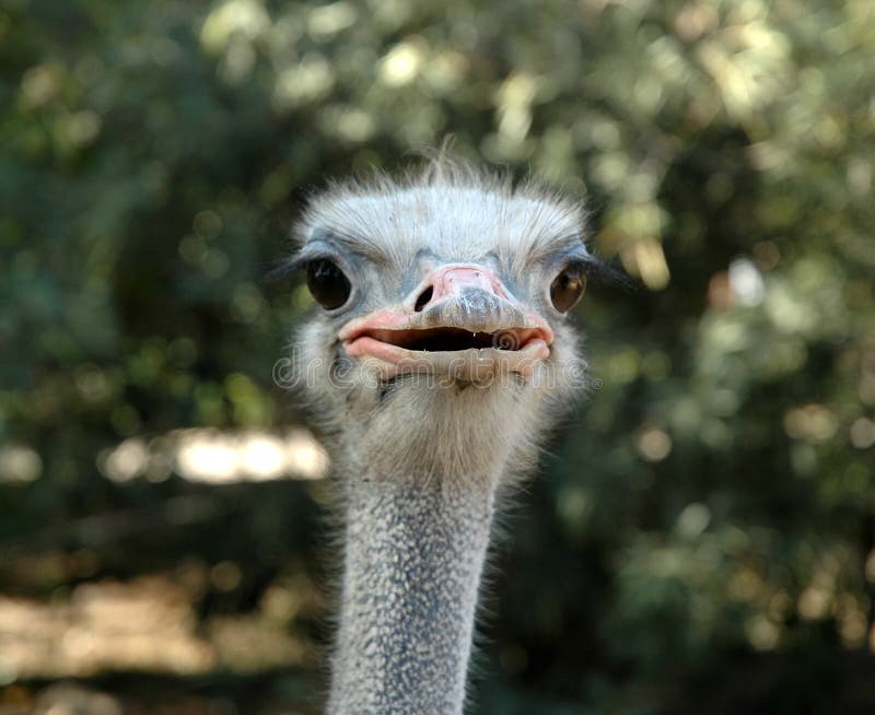 Struzzo Stupido Con Gli Occhi Marroni Immagine Stock - Immagine di ...