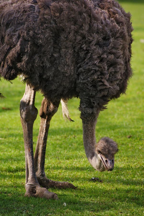 Struzzo Nella Cellula in Uno Zoo Contenuto Nella Cattività Salvataggio ...