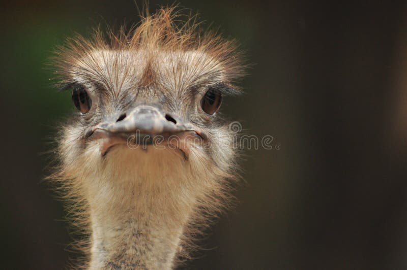 Struzzo fotografia stock. Immagine di faccia, animale - 44226450