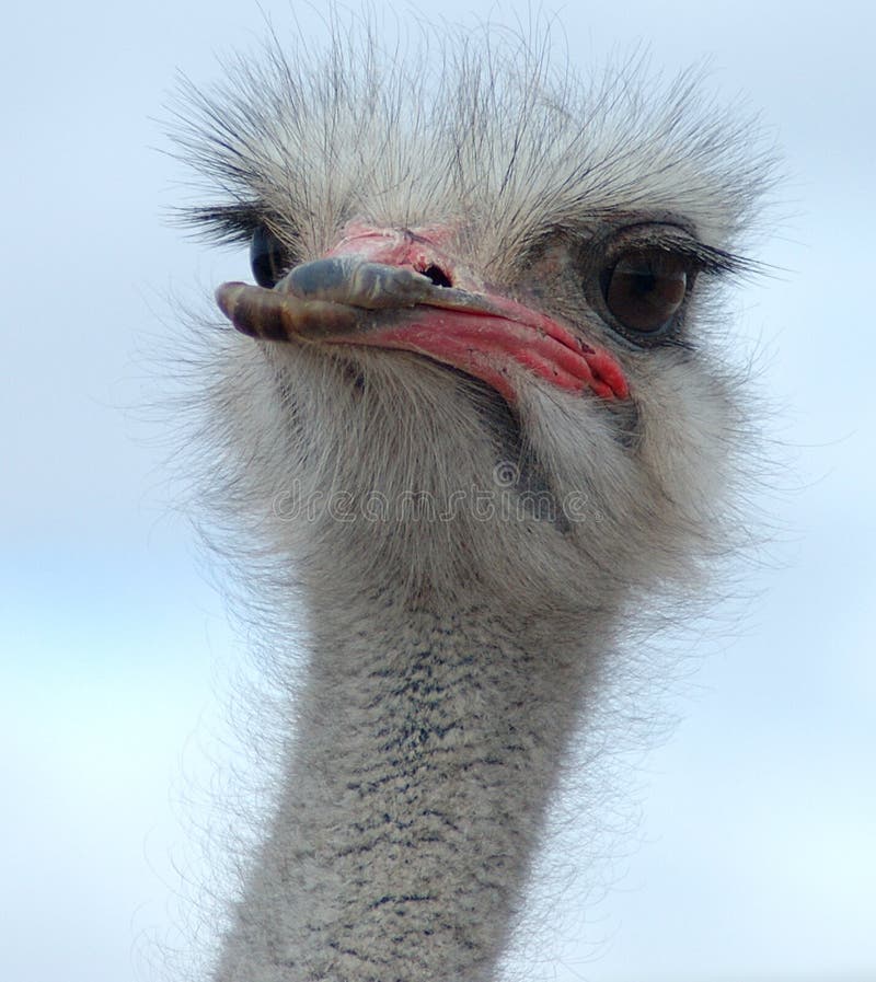 Struzzo fotografia stock. Immagine di africa, piuma, funzionare - 11172990