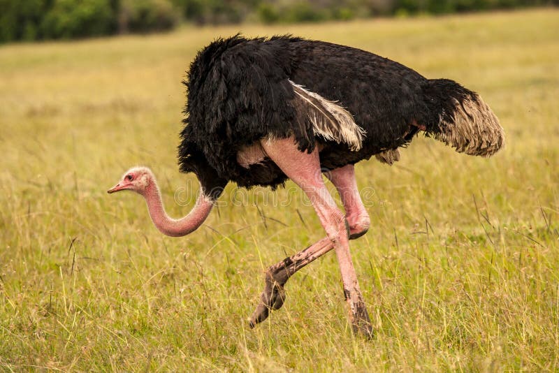 Struzzo fotografia stock. Immagine di corsa, animale - 68342752