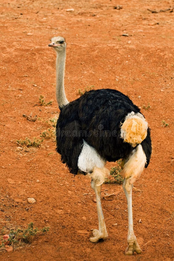 Struzzo immagine stock. Immagine di piume, volare, savanna - 7104943