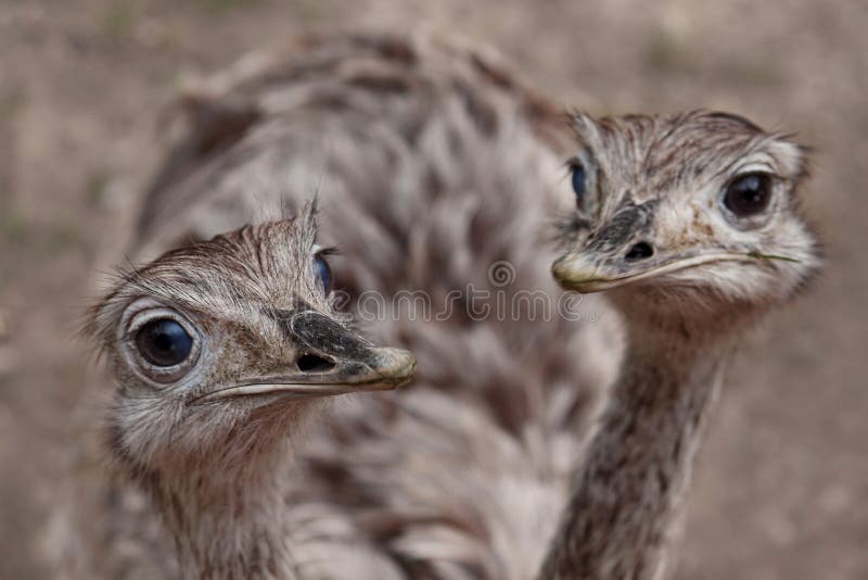 Coppie Dello Struzzo Africano Fotografia Stock - Immagine di specie ...