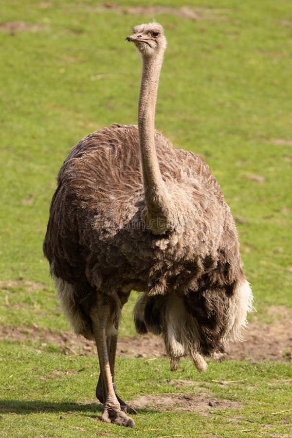 Struzzo fotografia stock. Immagine di uccello, bianco - 9093008