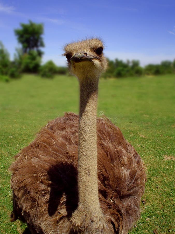 Struzzo fotografia stock. Immagine di uccello, testa, animale - 944570