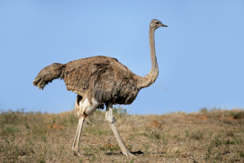 Gli Struzzi O Lo Struzzo Comune O Lo Struthio Camelus Si Rilassano in ...