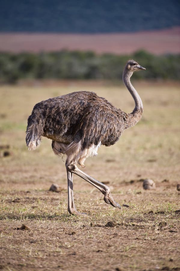 Lo Struthio Camelus Femminile Dello Struzzo Sta Un Giorno Soleggiato in ...