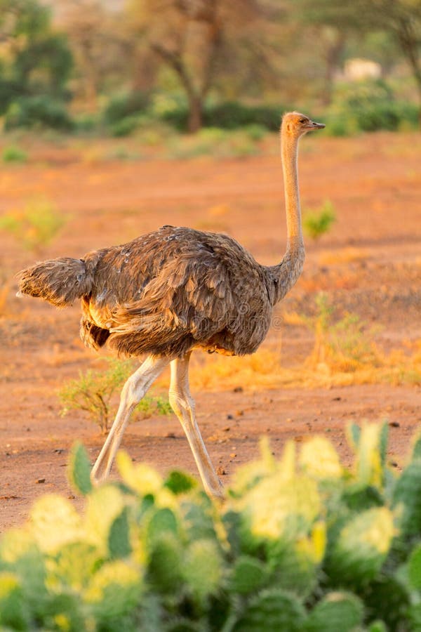 Struzzo Femminile, Parco Di Amboseli, Kenya Fotografia Stock - Immagine ...