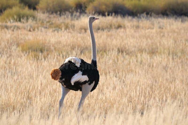 Struthio Camelus Dello Struzzo, in Kgalagadi, Il Sudafrica Fotografia ...