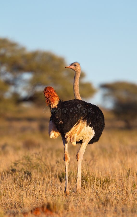 Lo Struzzo Nello Zoo Ha Girato La Sua Testa Ed Ha Guardato Immagine ...