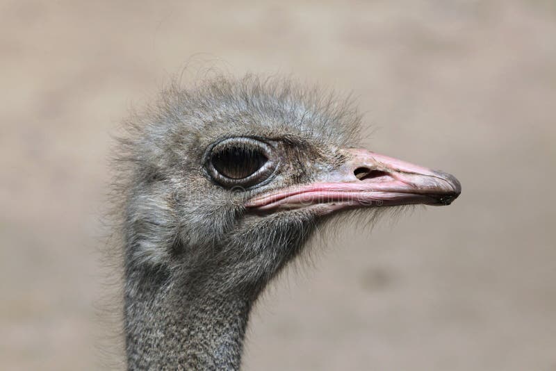 Lo Struzzo (struthio Camelus) Ispeziona Le Sue Uova Nel Nido Immagine ...