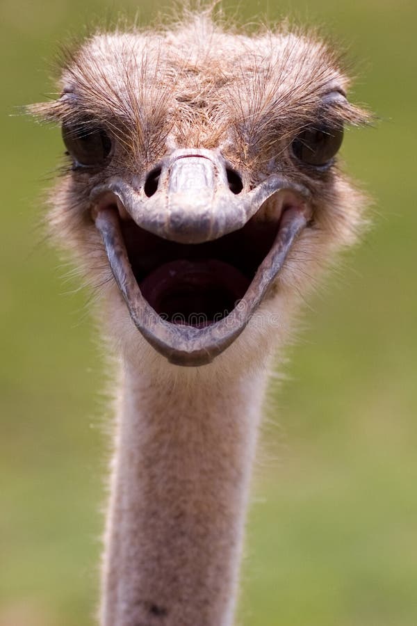 Struzzo nel vostro fronte immagine stock. Immagine di aperto - 1470967