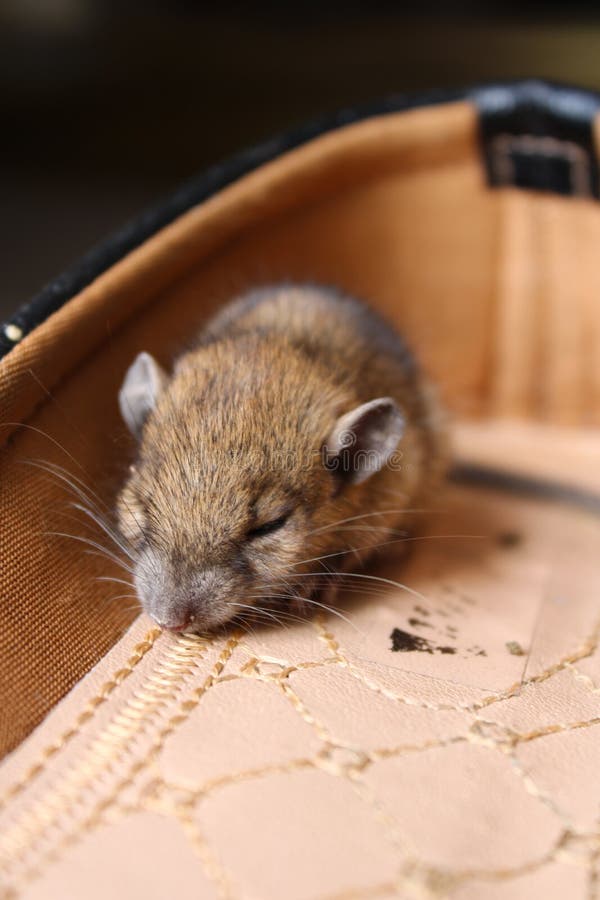 Stuart Little in Real Life. Stock Photo - Image of moms, kitten: 180069460