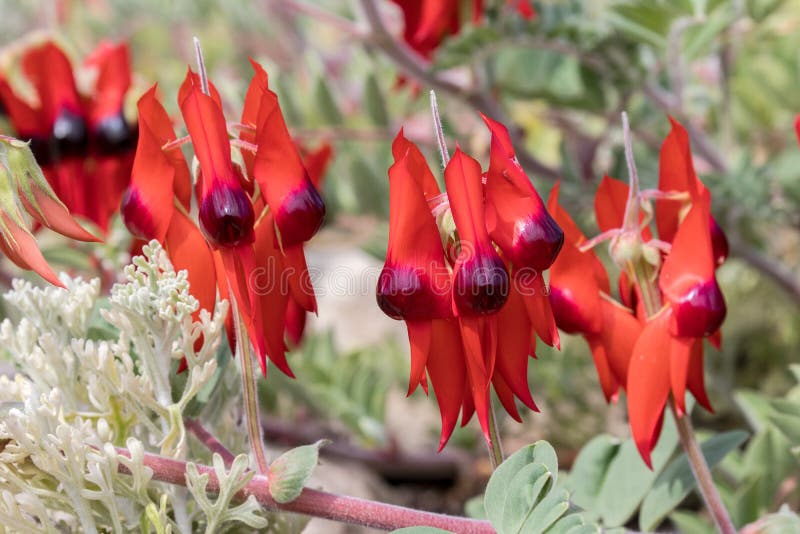 Stuart`s Desert Pea stock photo. Image of swainsona - 191581296