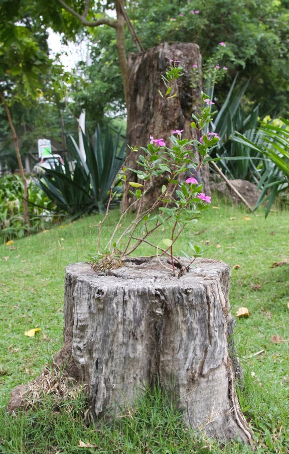 Stub of aged tree stock photo. Image of stump, tree, cortex - 44278568