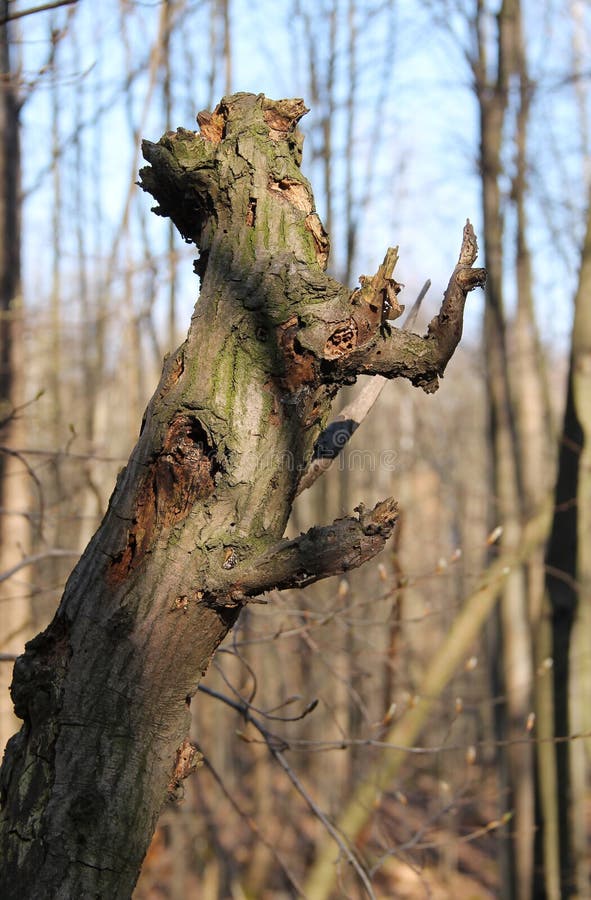 Branch stub stock photo. Image of vegetation, ecosystem - 179023852
