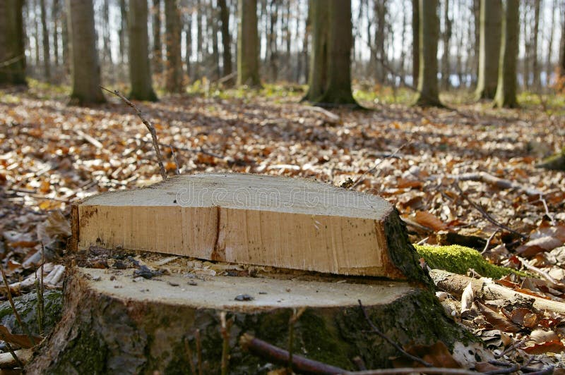 Tree stub with oxalis stock image. Image of fabric, structure - 53183841