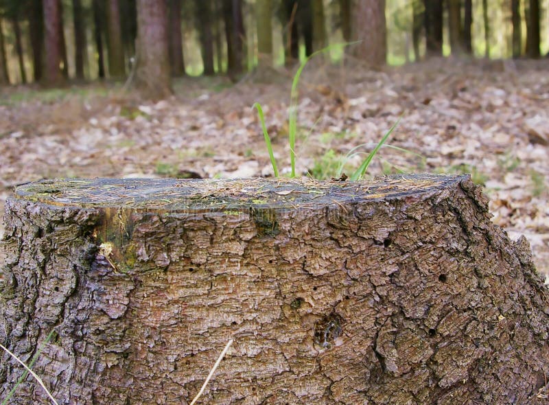 Tree stub with oxalis stock image. Image of 14th, figure - 53183841