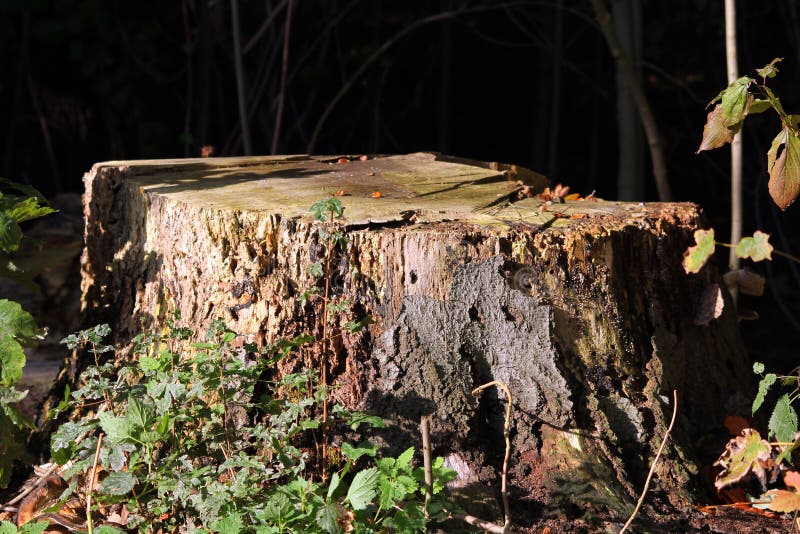 The stub stock image. Image of stump, bark, brown, tree - 54756089