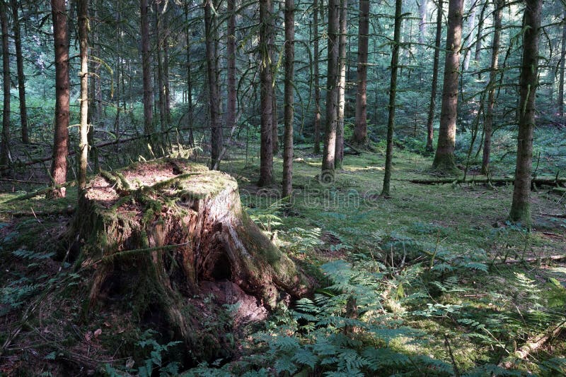 Stub track stock image. Image of green, sleeper, electric - 14872783