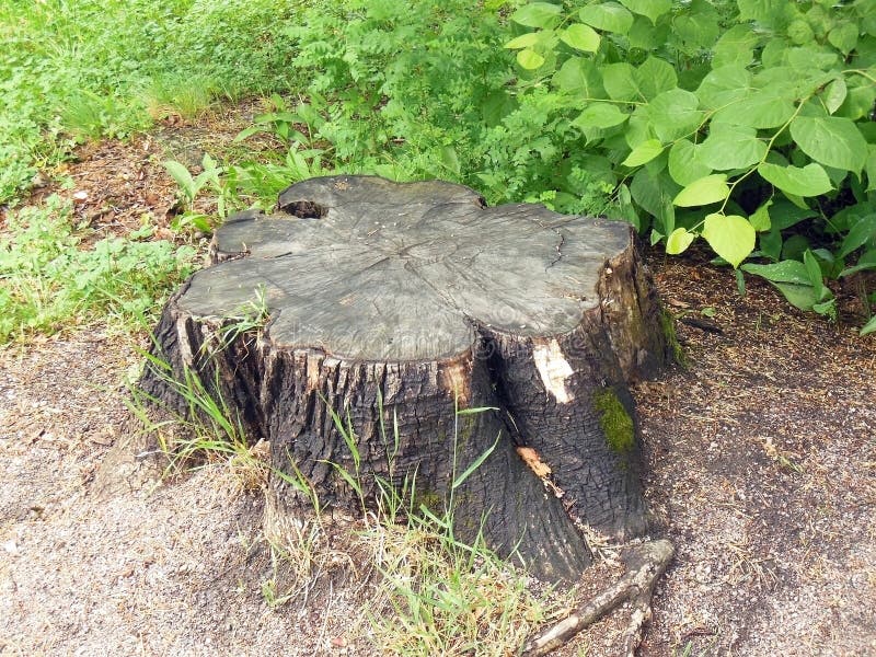 Stub and saw stock photo. Image of agriculture, building - 36558018