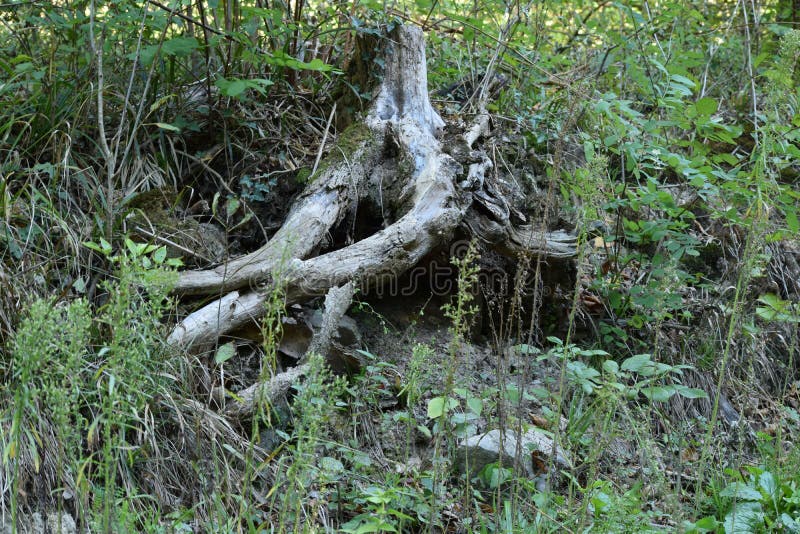 Stub of a Tree with New Growth Stock Photo - Image of treestump, park ...