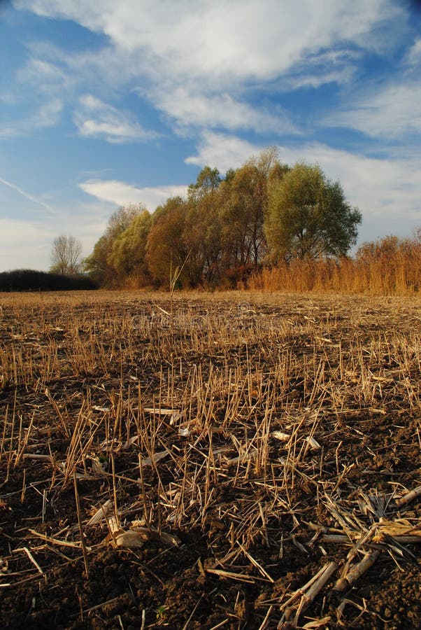 Stubble stock photo. Image of harvest, soil, crop, farm - 17173270