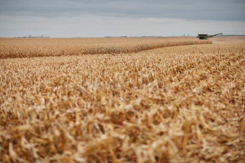 Cut Stubble and Chaff in a Harvested Corn Field Stock Image - Image of ...