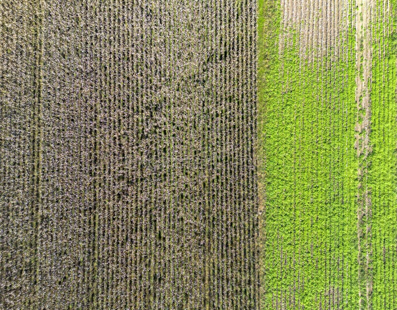 Stubble from a corn field. stock photo. Image of land - 292071102