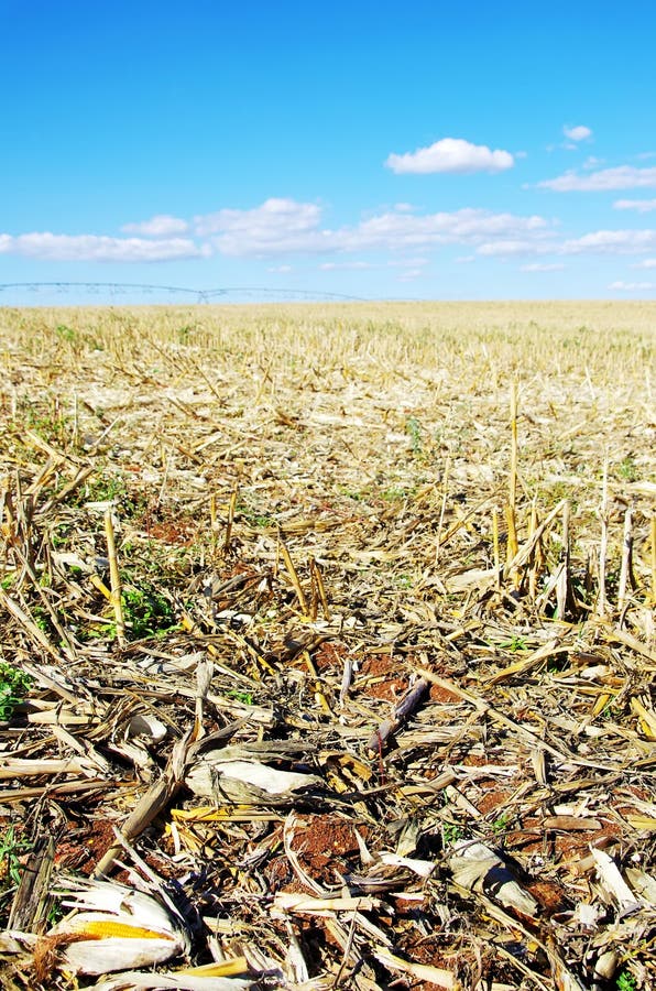 Stubble of Cornfield stock image. Image of outdoors, countryside - 27503999