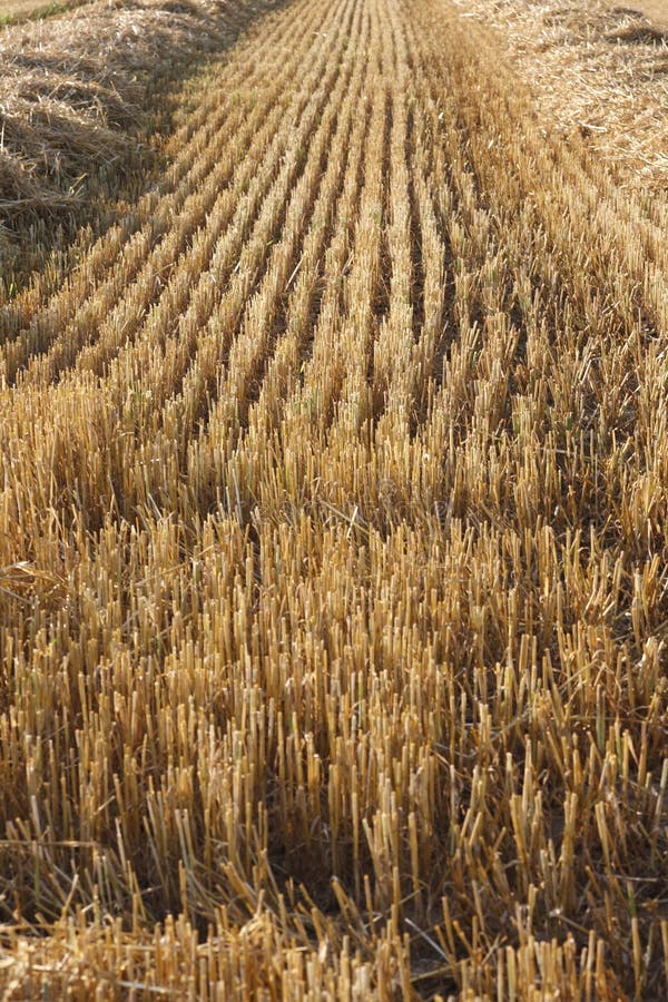 Stubble field stock photo. Image of stubble, crop, golden - 10312458