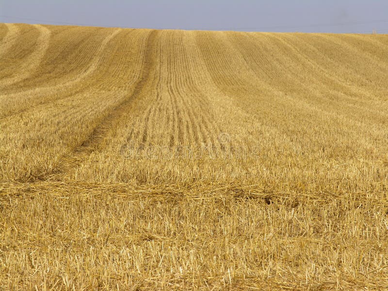 Stubble field stock photo. Image of fields, harvest, denmark - 870116