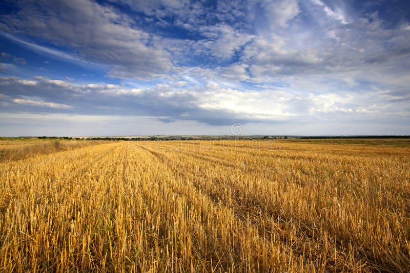 Stubble Field stock photo. Image of farm, rural, straw - 33370372