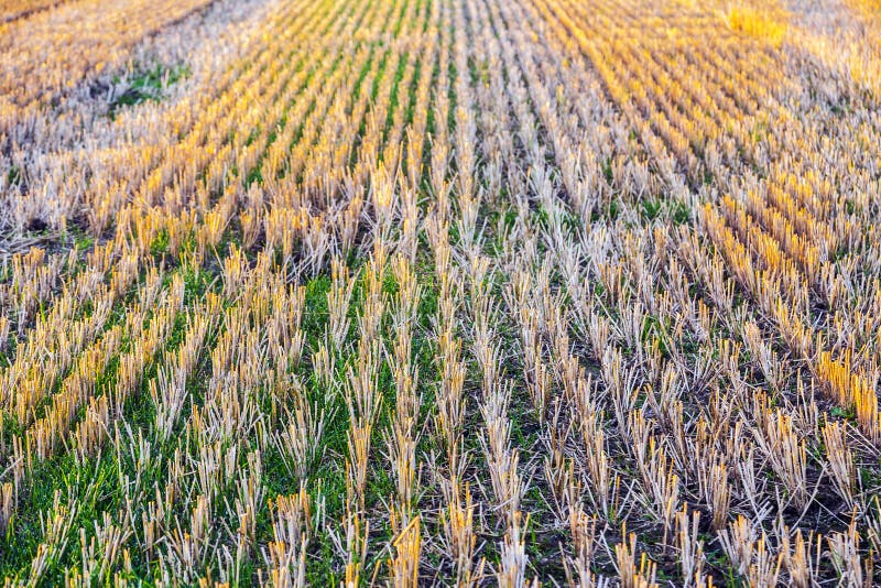 Stubble Field stock image. Image of green, golden, grass - 48734781