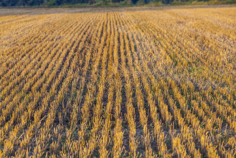 Stubble Field stock photo. Image of farming, corn, health - 48735172