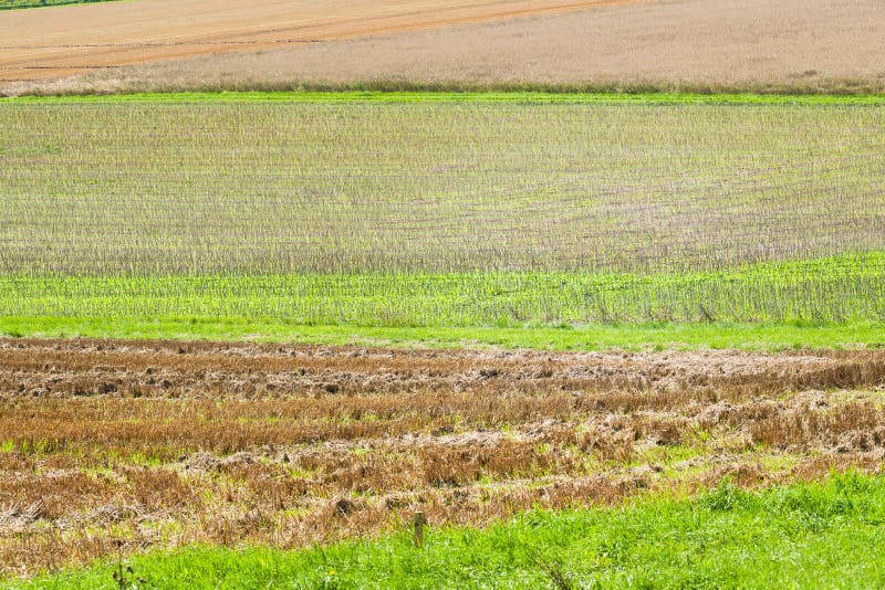 Stubble field stock image. Image of copy, cloudy, harvest - 92787837