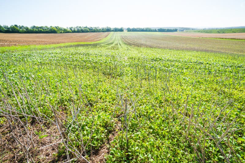 Stubble field stock photo. Image of reap, harvested, farming - 92786762