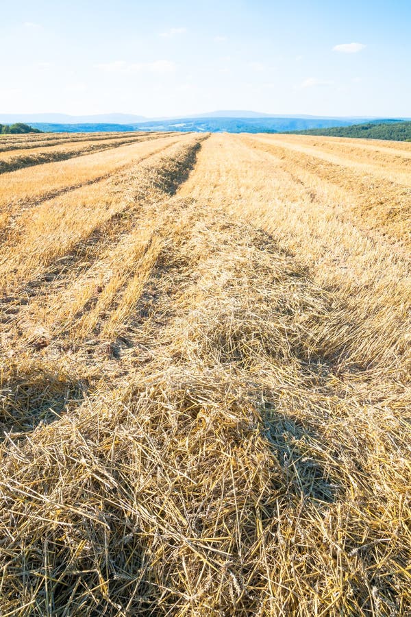 Stubble field stock image. Image of crop, arable, rows - 92742921