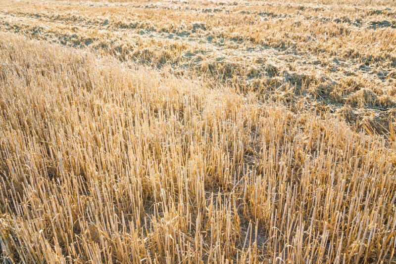 Stubble field stock image. Image of rural, harvest, earth - 92455165
