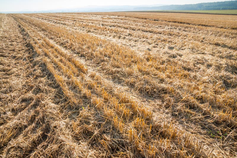 Stubble field stock image. Image of ground, outdoors - 92504355