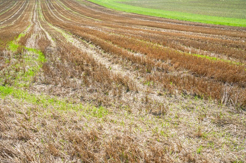 Stubble field stock image. Image of farming, agricultural - 92936855
