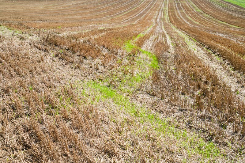 Stubble field stock photo. Image of crop, fall, reap - 92937070